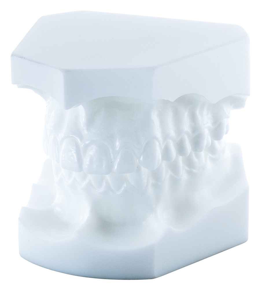 Orthodontic Study Model, Angle Class I - 1 piece (24697)
