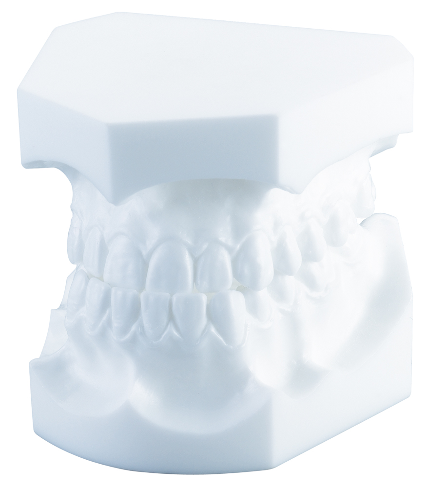 Orthodontic Study Model, Angle Class Iii - 1 piece (24700)